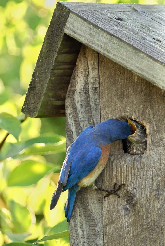 Nature gets buzzing in the summer | News, Sports, Jobs - Times Observer